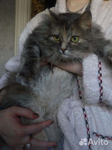 Маруся ищет дом