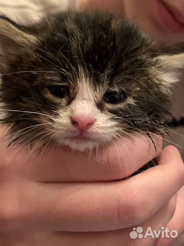 Котёной бесплатно