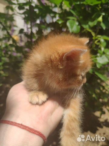 Отдадим котенка в хорошие руки