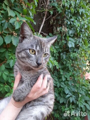 Котик в добрые руки