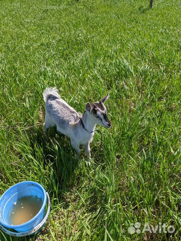 Альпийская Козочка