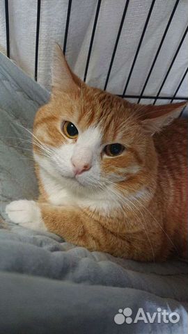 Рыжий кот