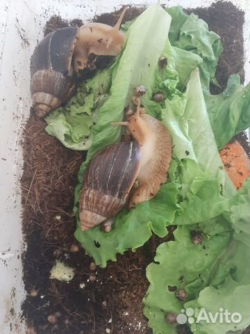 Улитки ахатины