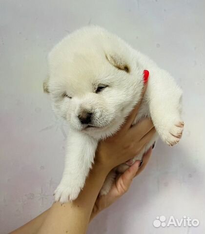 Шикарная белая шиба