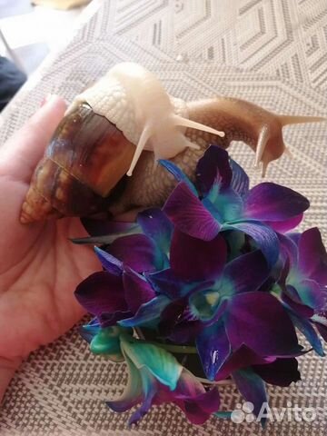 Улитки ахатины альбиносы