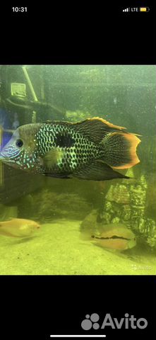 Акара, цихлазома, гурами, сомики