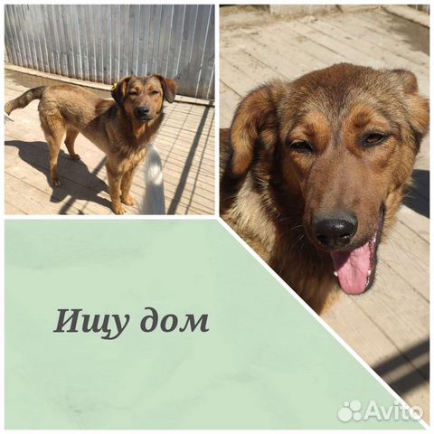 Собака Рут