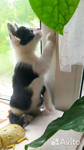 Марсик Васильевич, 2 месяца