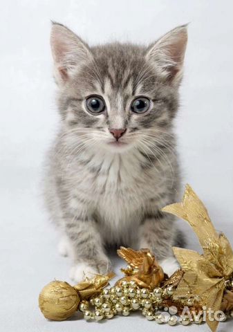 Котёнок- девочка 3 мес. В дар, метис сибирской