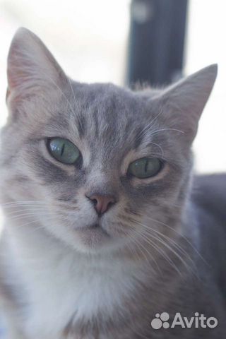 Кошки в добрые руки