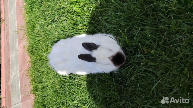 Калифорнийские кролики