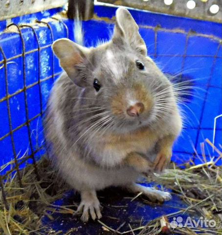 Дегу. Разные. Малыши. Клетки, Доставка