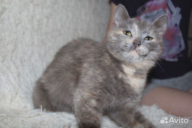 Котенок в добрые руки - мышеловка, подросток