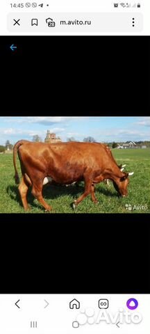 Корова стельная дойная