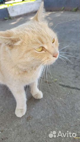 Кошка