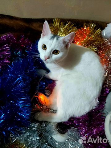 Обычная кошечка