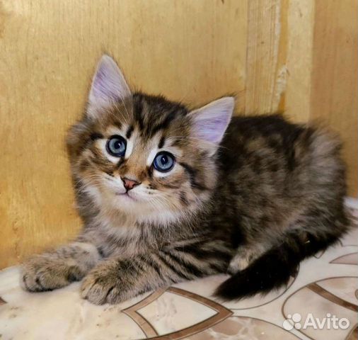 Тимоша. Маленький котенок. Бесплатно