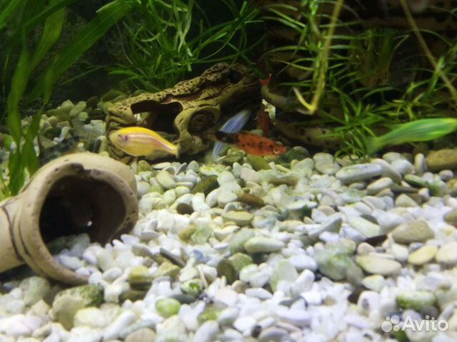 Рыбки данио 4 шт