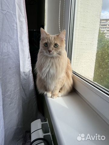 Кошка ищет хозяйку