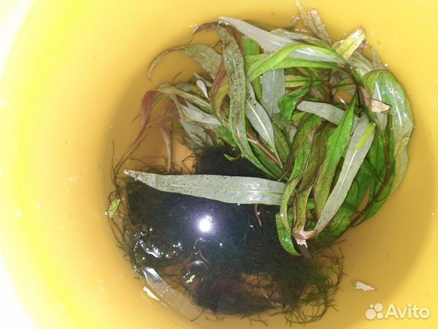 Результат прополки аквариума