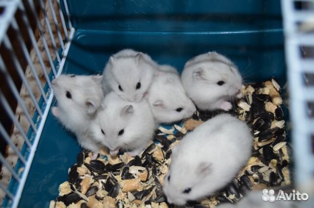 Джунгарики