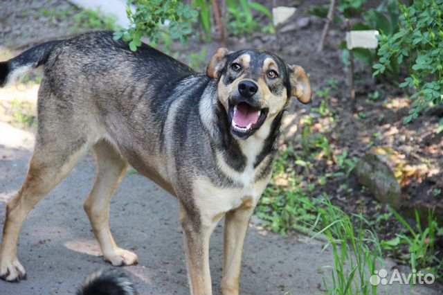 Очаровательная Лолита