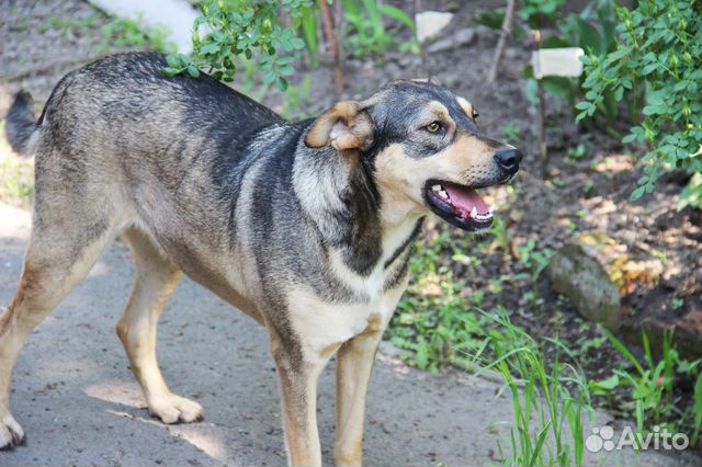 Милашка-собачка