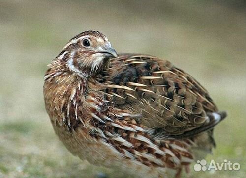 Перепела несушки