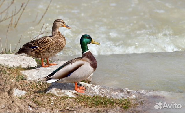 Утки дикие
