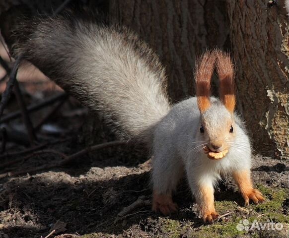 Алтайские Бельчата