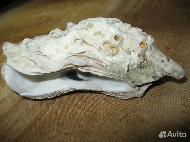 Ракушка океаническая для аквариума