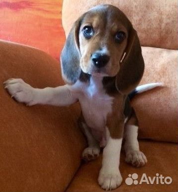 Щенок Бигля Имбо - Будущий Чемпион