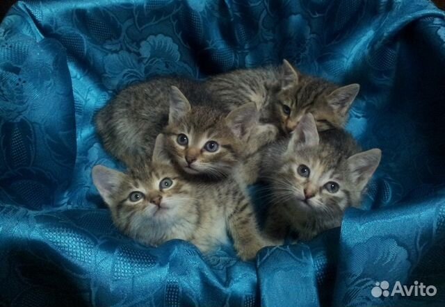 Великолепные котята ждут своих любящих хозяев