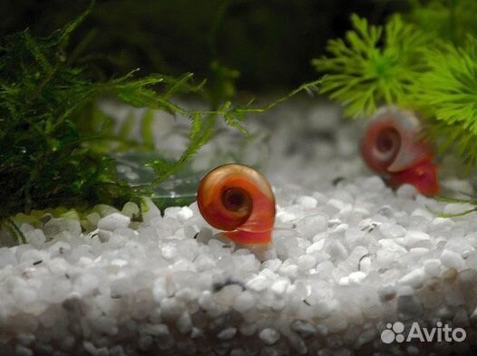 Улитки катушки - отдам или обменяю