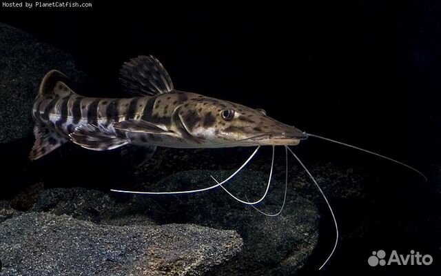 Псевдоплатистома 15 см