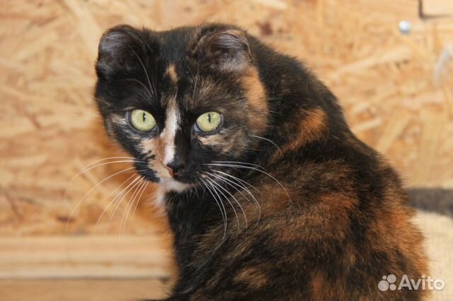 Восточная красавица Жасмин, 1-2 года в добрые руки