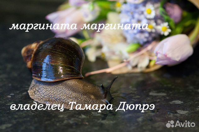 Маргината-маргината(улитка негр) + ахатины+ зоотов