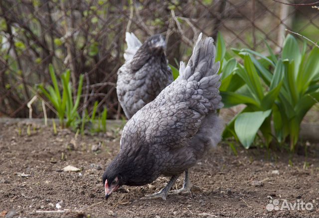 Несушки, Молодки, Курицы, Чешский Доминант