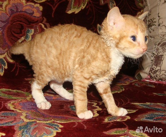 Рыжий котик уральский рекс