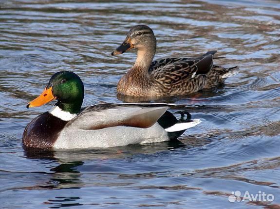 Подсадная Кряква (утята)
