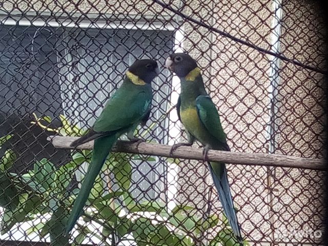 Продам бернардов