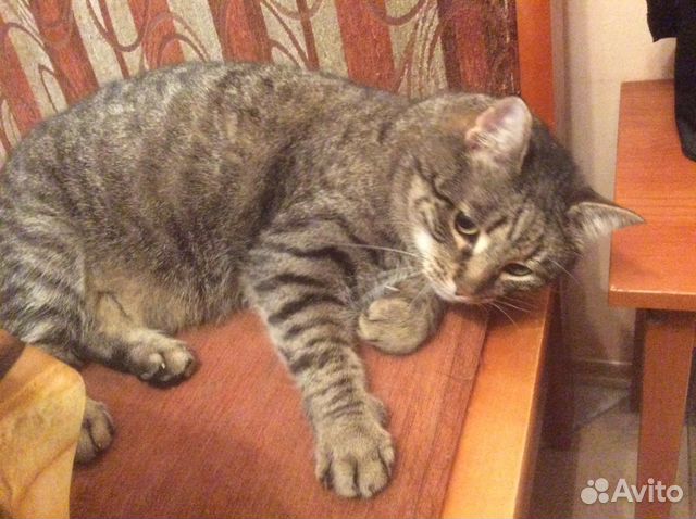 Кот без хлопот