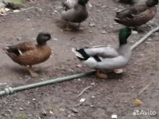 Селезень подсадной утки порода Чубарые