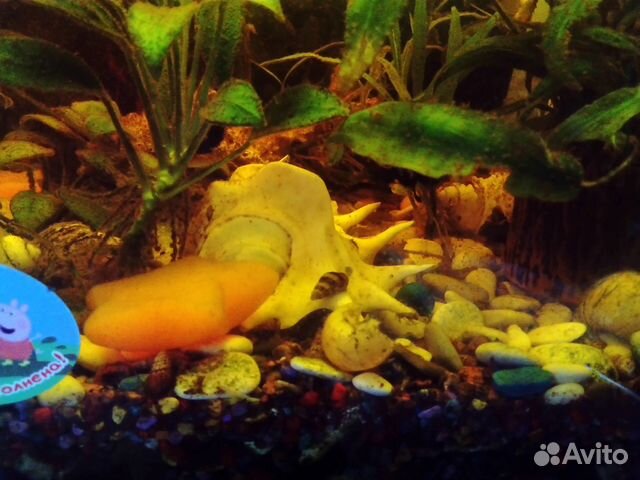 Улитки хелена