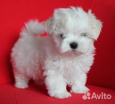 Крошечные мальтезе