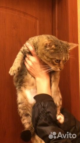 Васька- мышелов