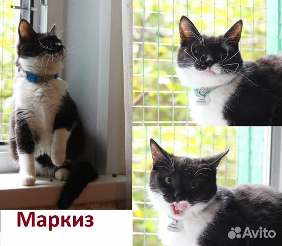 Кот белые гольфики, белое пузико