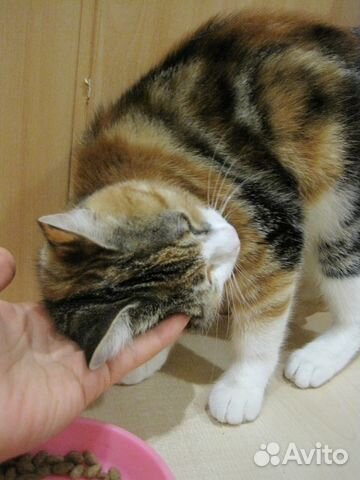 Уютная кошечка Маруся