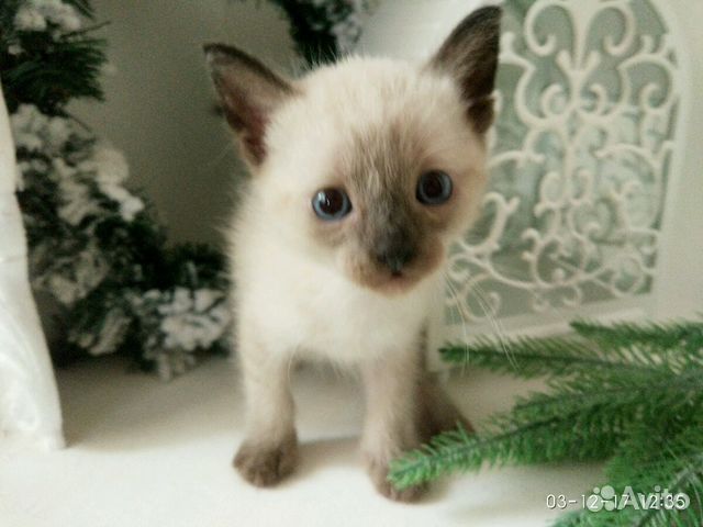 Сиамский котенок