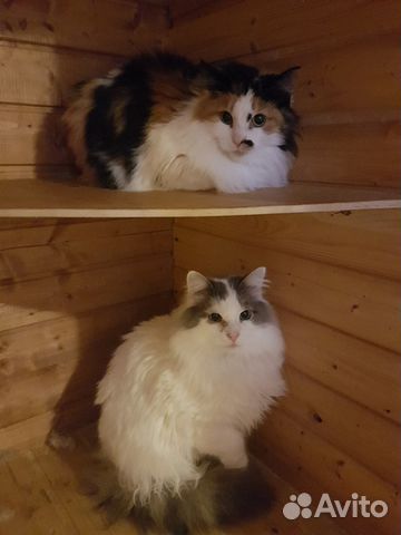 Кот и кошечка ищут дом хотя бы временный